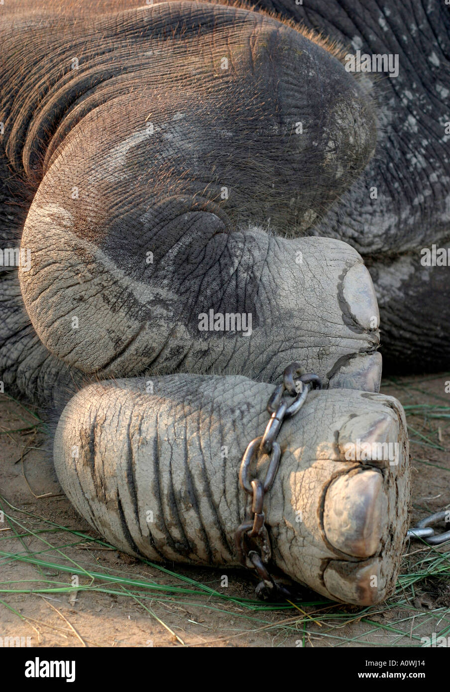 a baby chained elephant at an elephant sanctuary Stock Photo - Alamy