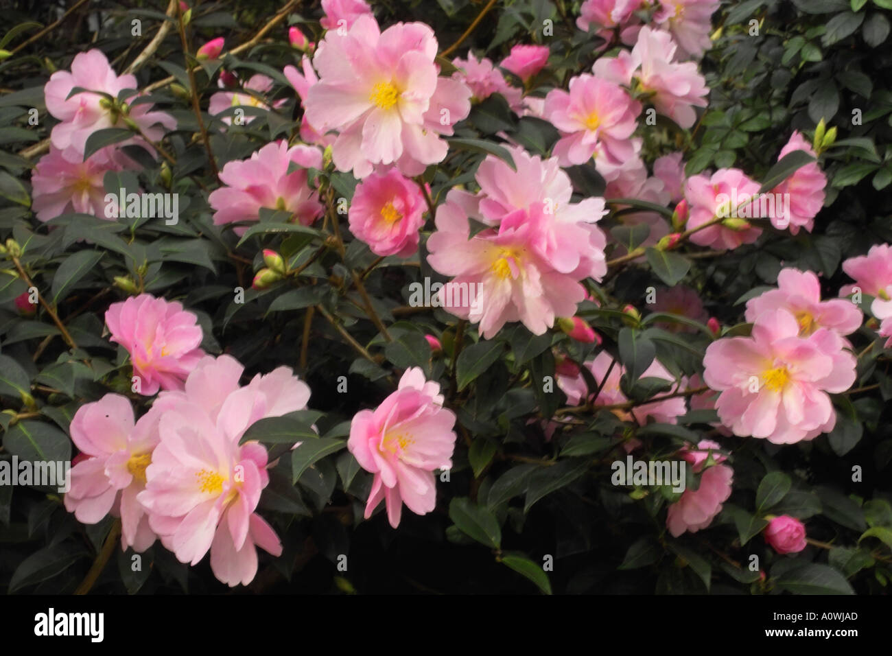 Camellia Bush Snippet in full flower Stock Photo - Alamy
