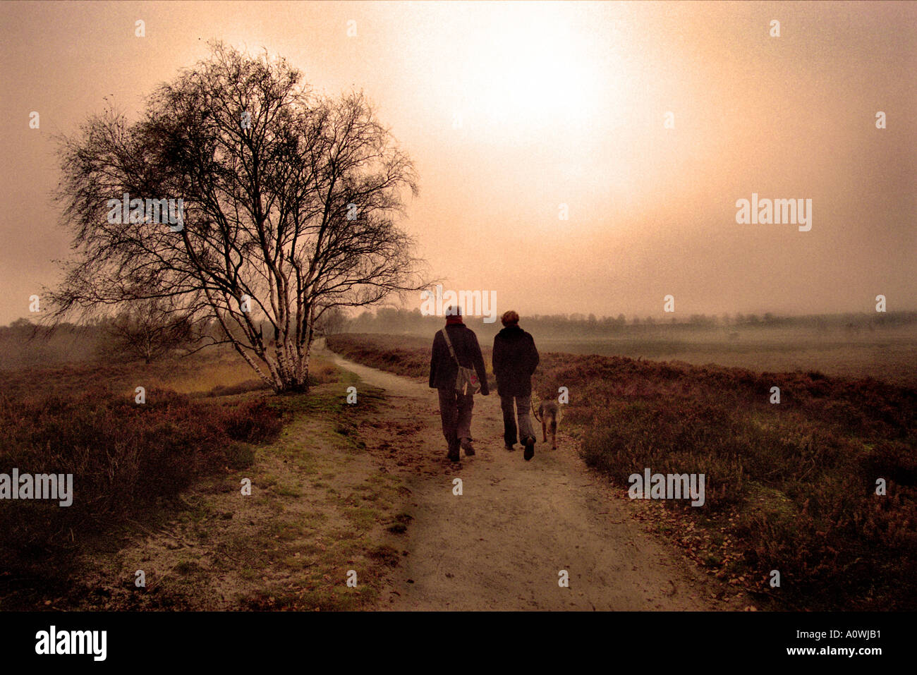 National Park de Hamert Netherlands Stock Photo - Alamy