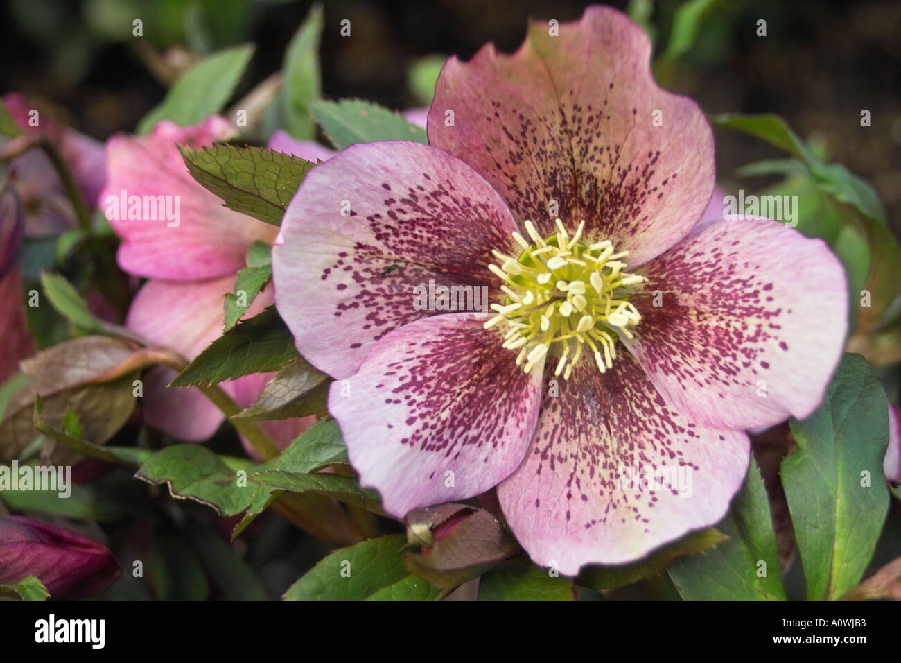 Large Hellebore flower Stock Photo - Alamy