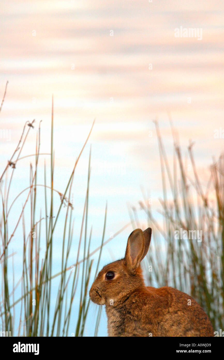 English countryside rabbit hi-res stock photography and images - Alamy