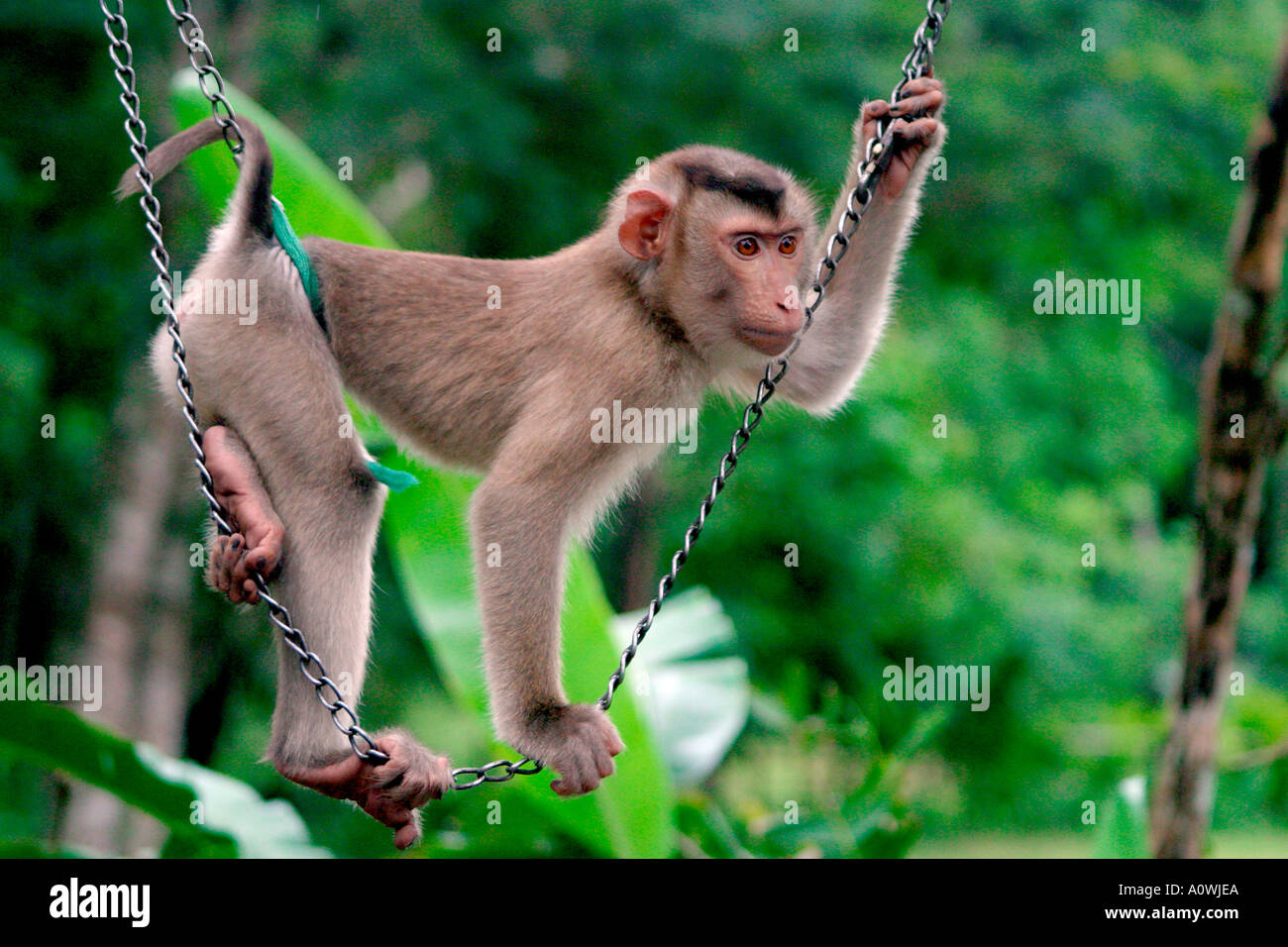 a laos captured monkey Stock Photo - Alamy