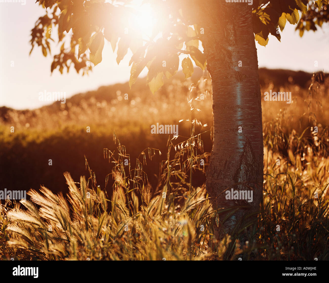Tree and field at sunset Stock Photo - Alamy