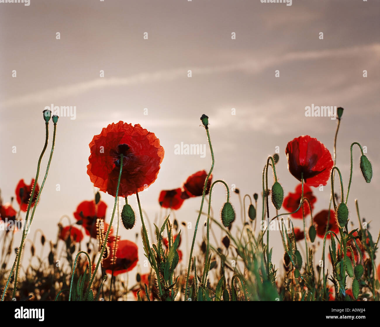 With poppy hi-res stock photography and images - Alamy