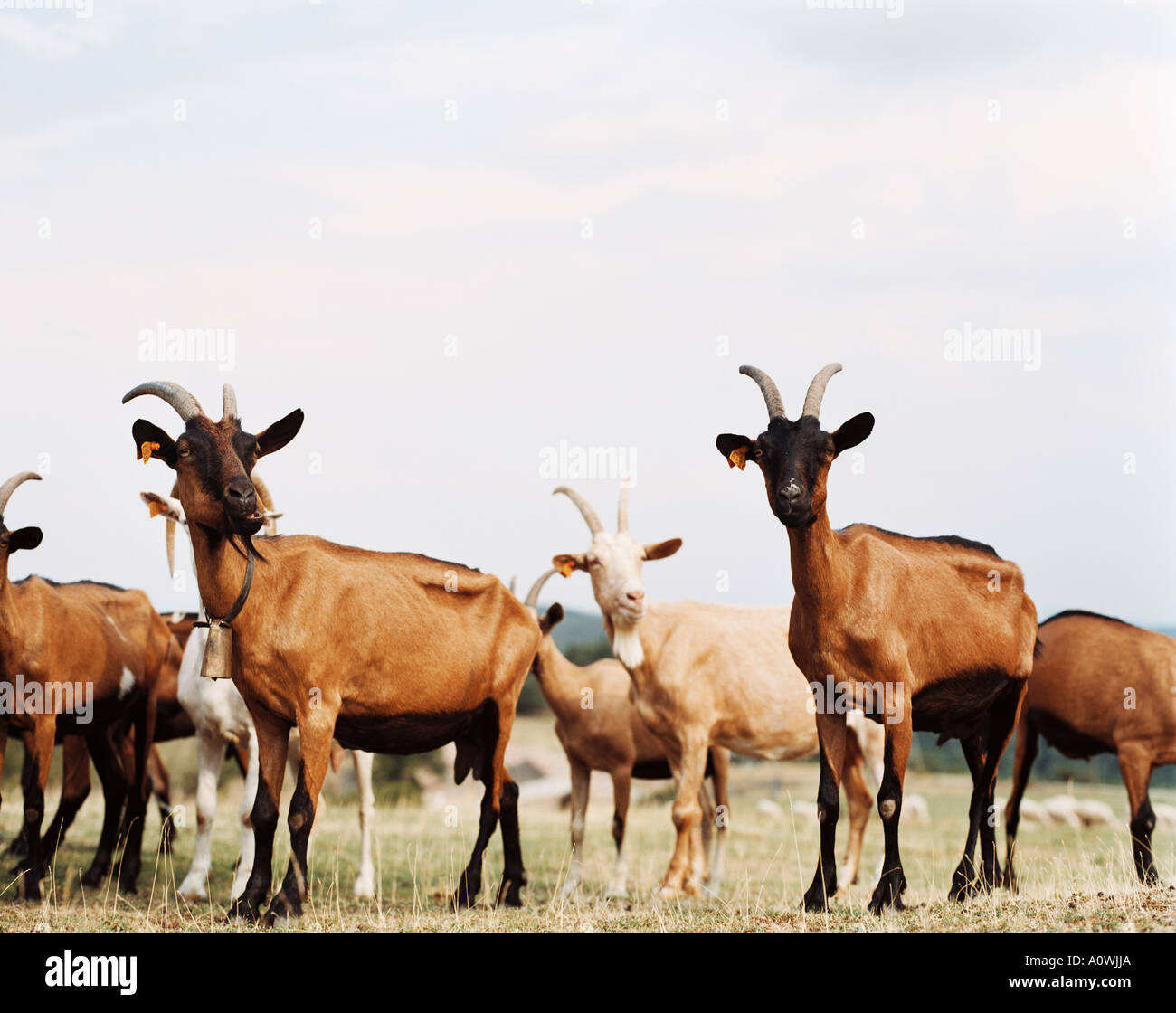 Goats anatomy hi-res stock photography and images - Alamy