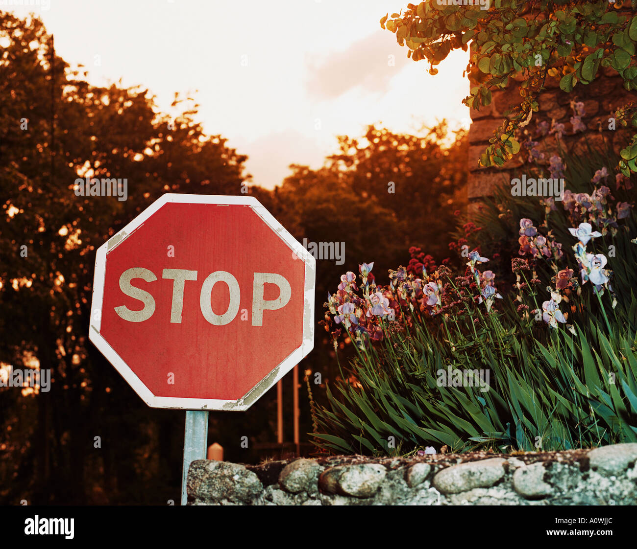 Stop sign at sunset Stock Photo - Alamy