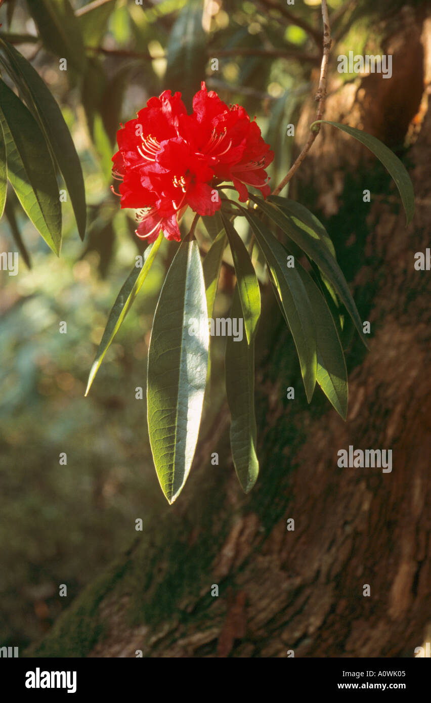Scarlet soil hi-res stock photography and images - Alamy