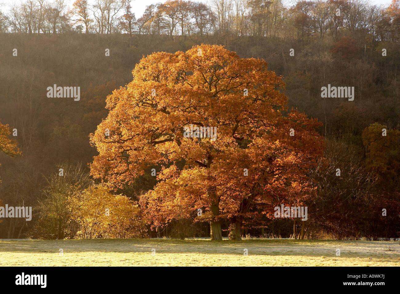 English oak tree in autumn colours near Rievaulx abbey North Yorkshire ...