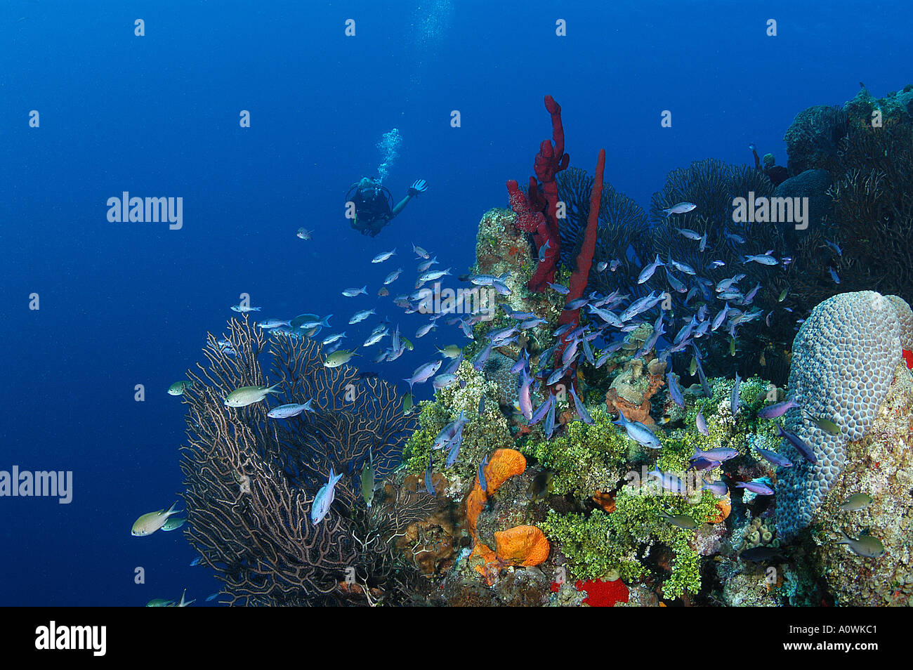 Diving on the reefs and walls in Grand Cayman Stock Photo - Alamy