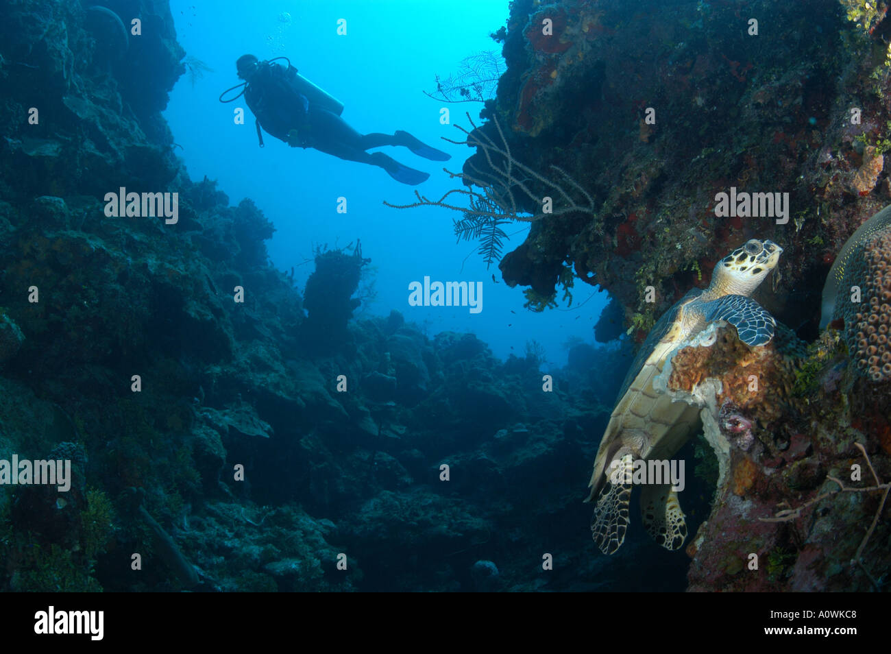 Diver watching reef silhouette hi-res stock photography and images - Alamy