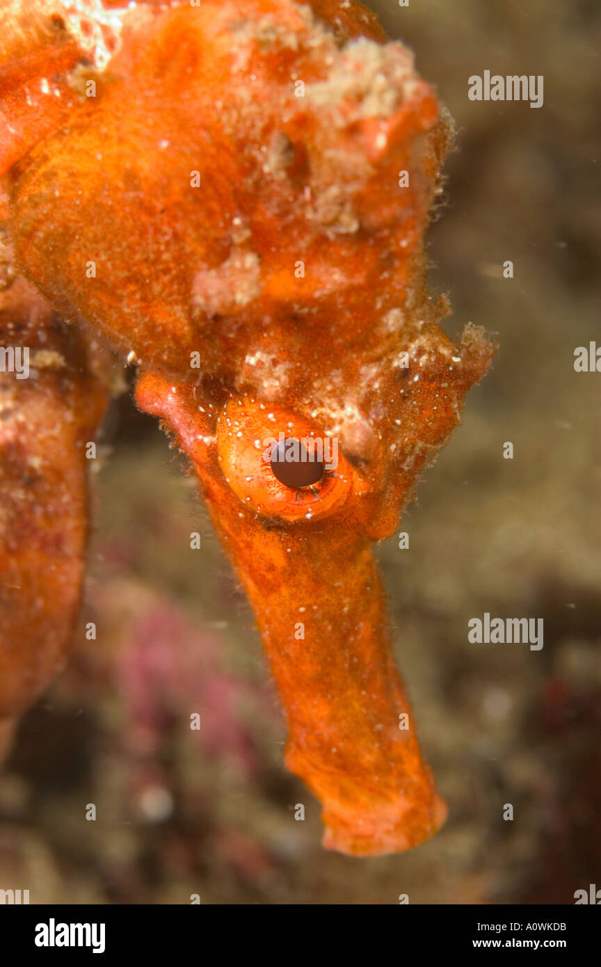Seahorse ocean underwater hi-res stock photography and images - Alamy