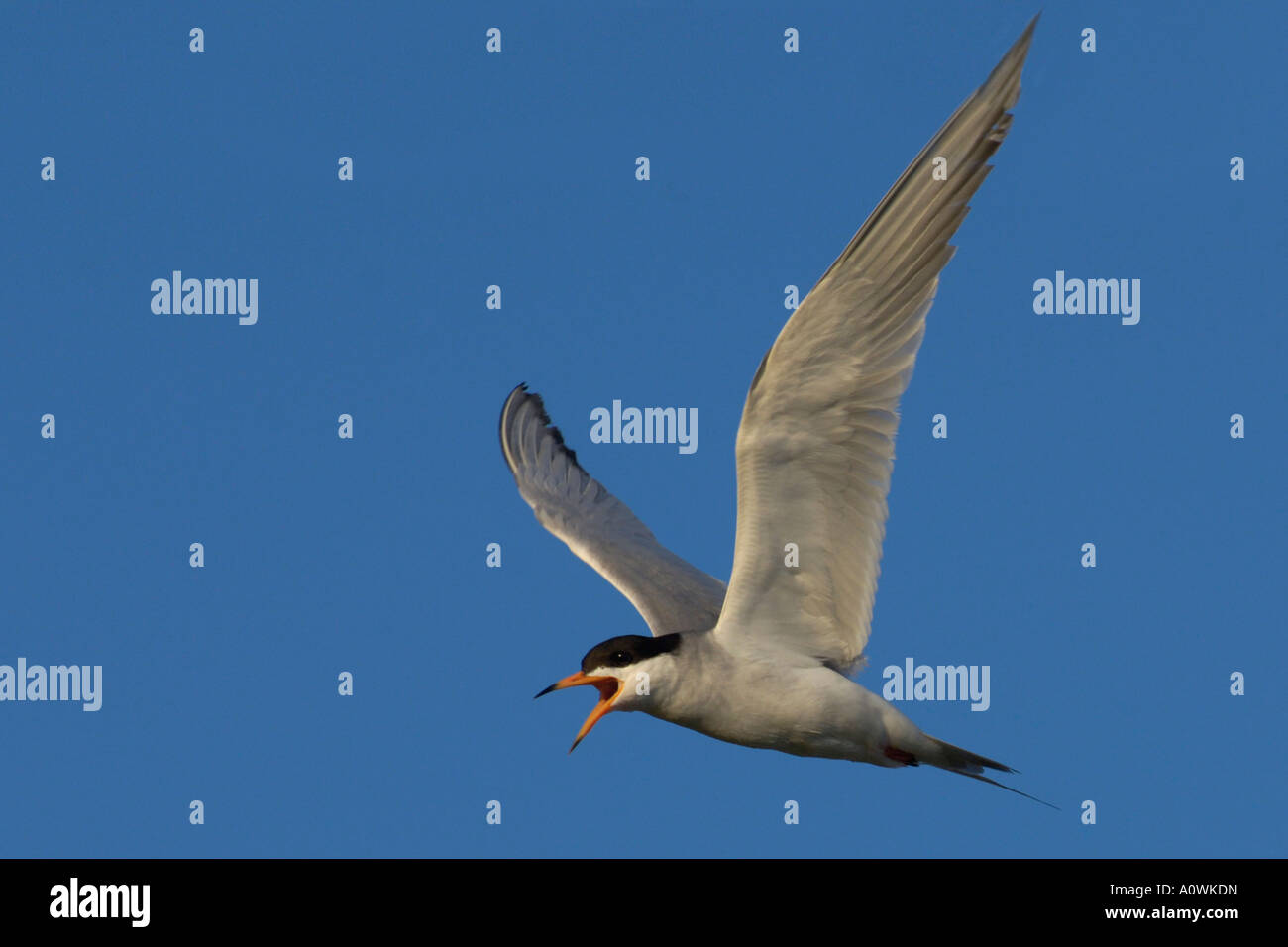 Elegant tern thalasseus elegans in hi-res stock photography and images ...