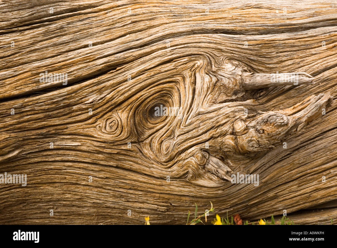 Petrified Tree details Stock Photo - Alamy