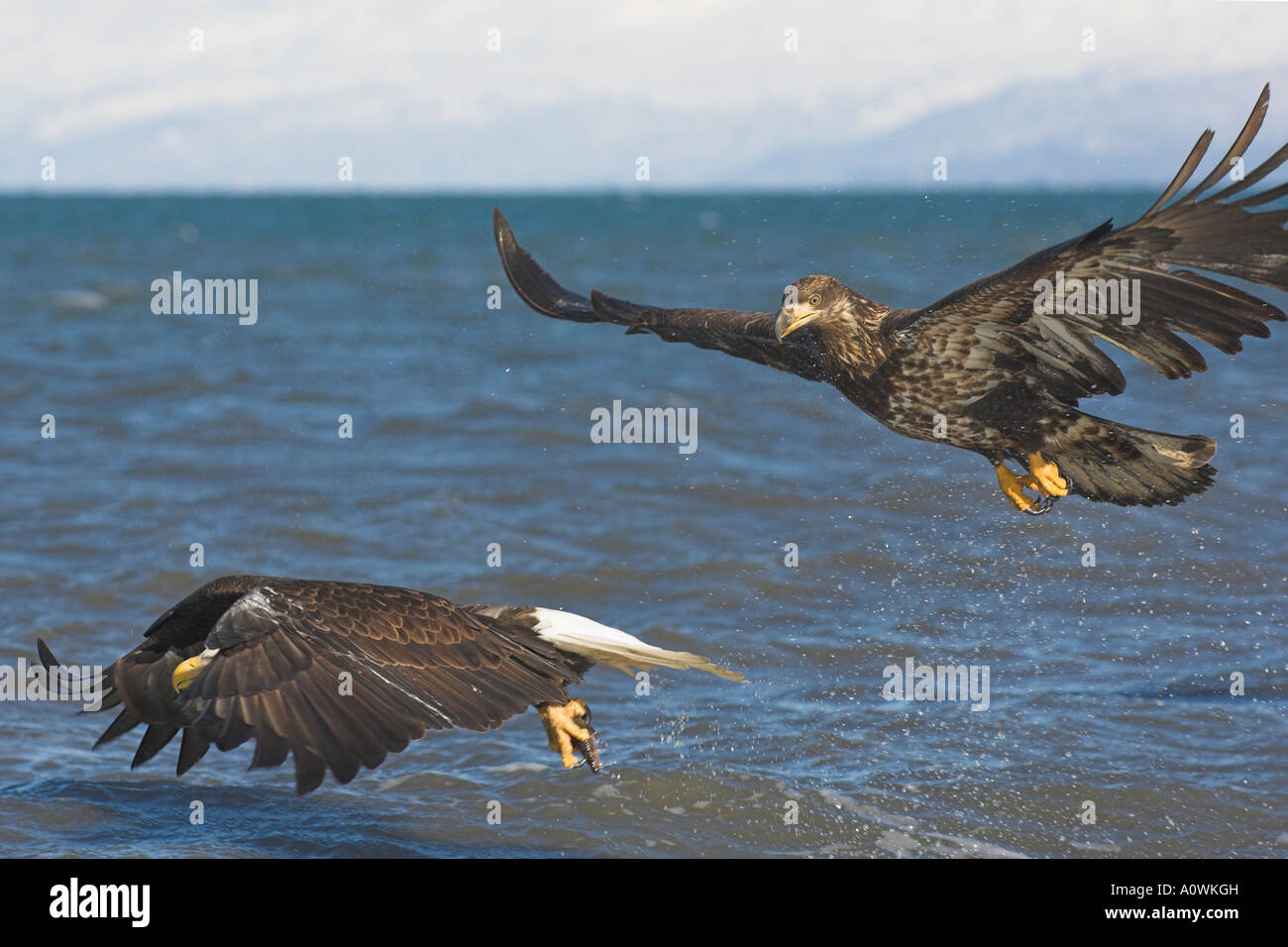 Bald Eagle chase Stock Photo - Alamy