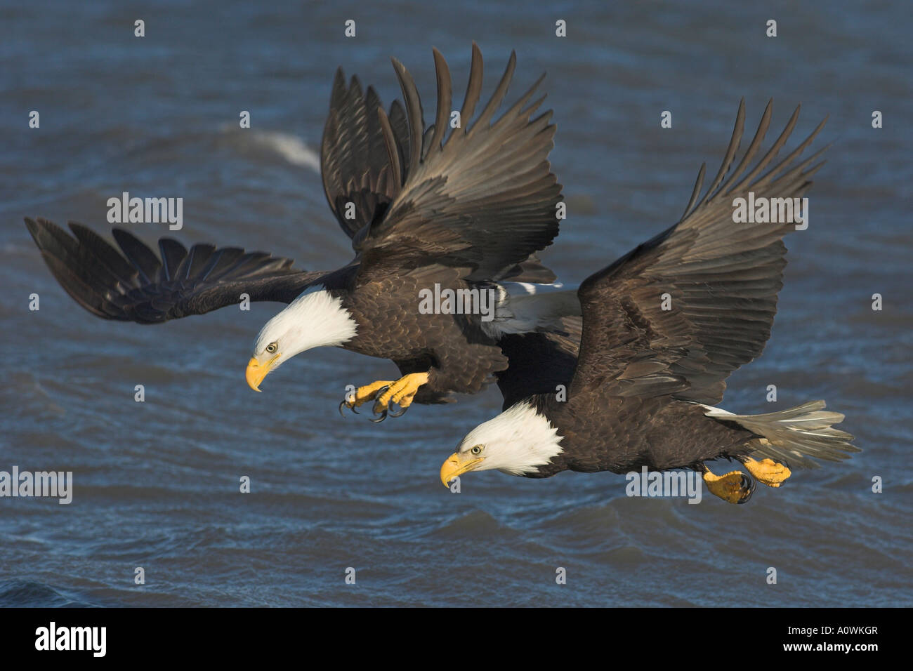 Bald Eagles races for a fish Stock Photo - Alamy