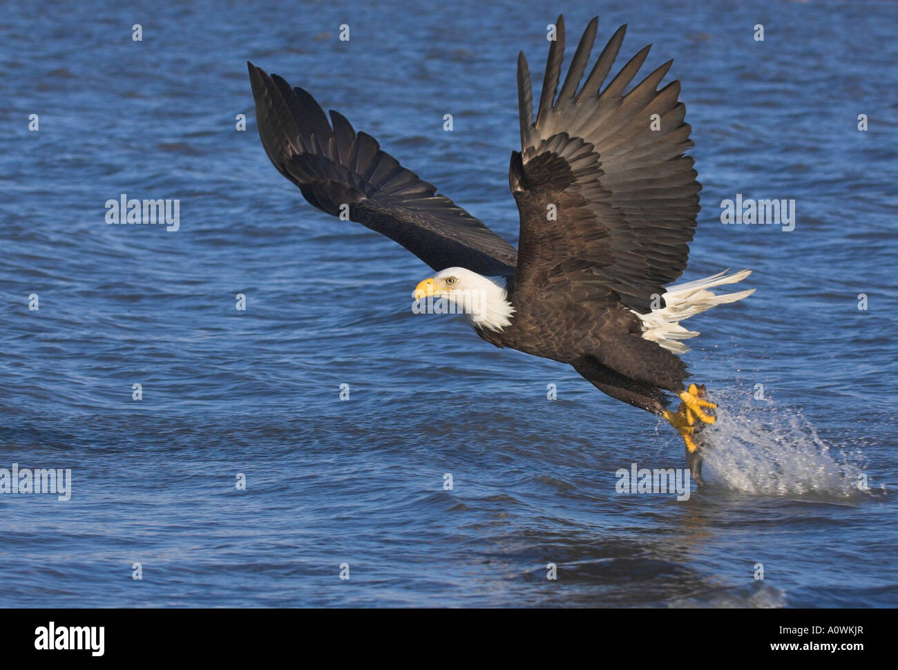 Bald Eagle snatching a fish out of water Stock Photo - Alamy