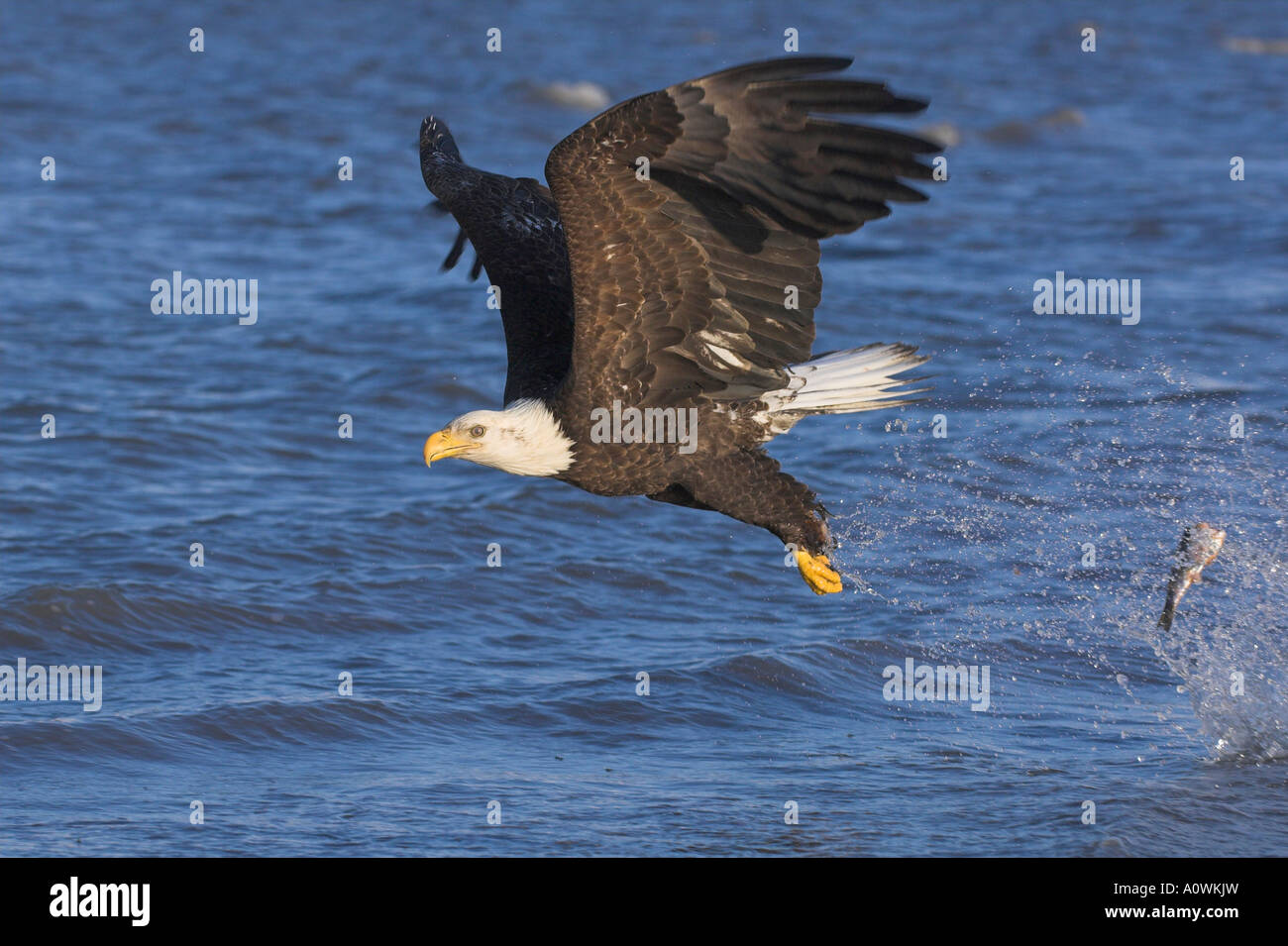 Bald Eagle catching a fish Stock Photo - Alamy