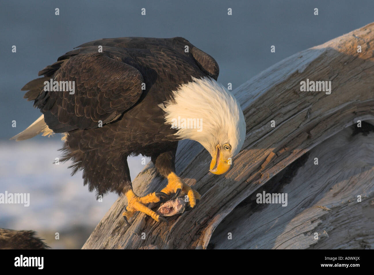 Bald Eagles eating fish Stock Photo - Alamy