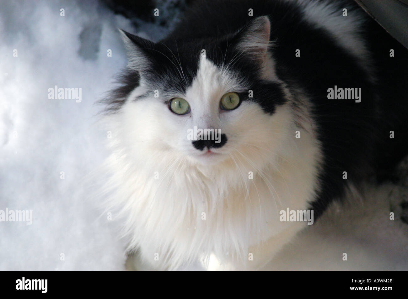 feral wild male tom cat in snow with a moustache called mr hitler in ...