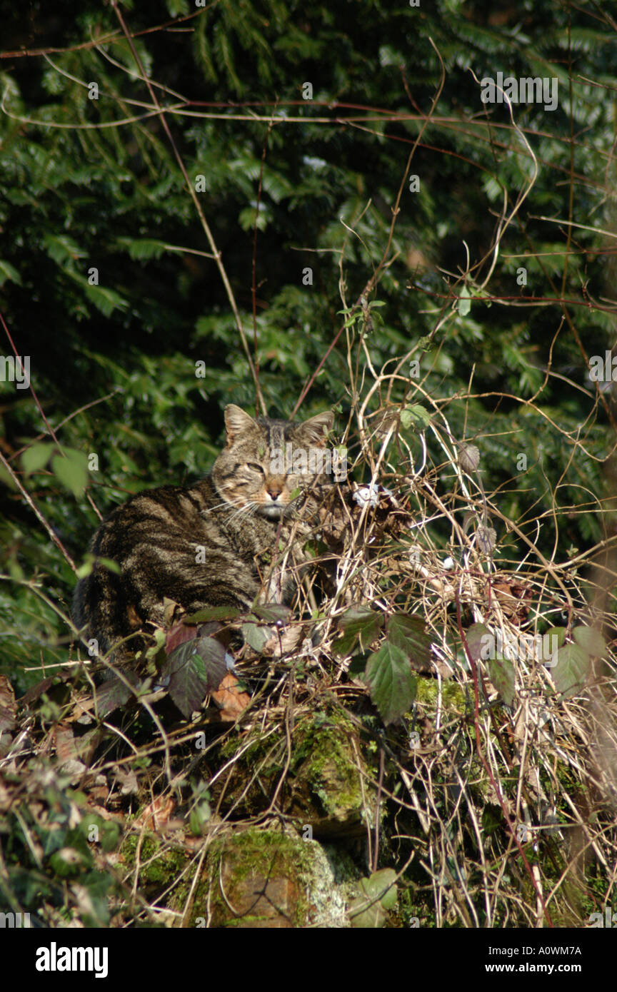 feral wild tabby male tom cat sitting in the sun in its natural habitat ...