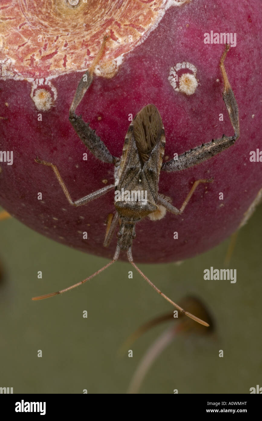 Narnia animal hi-res stock photography and images - Alamy