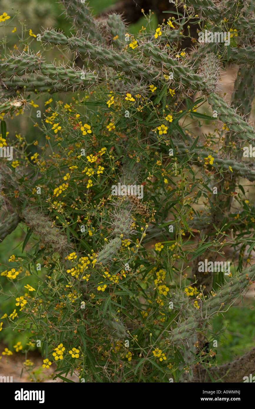 Desert Vine Janusia gracilis with Cholla Cactus Opuntia spp Sonoran ...