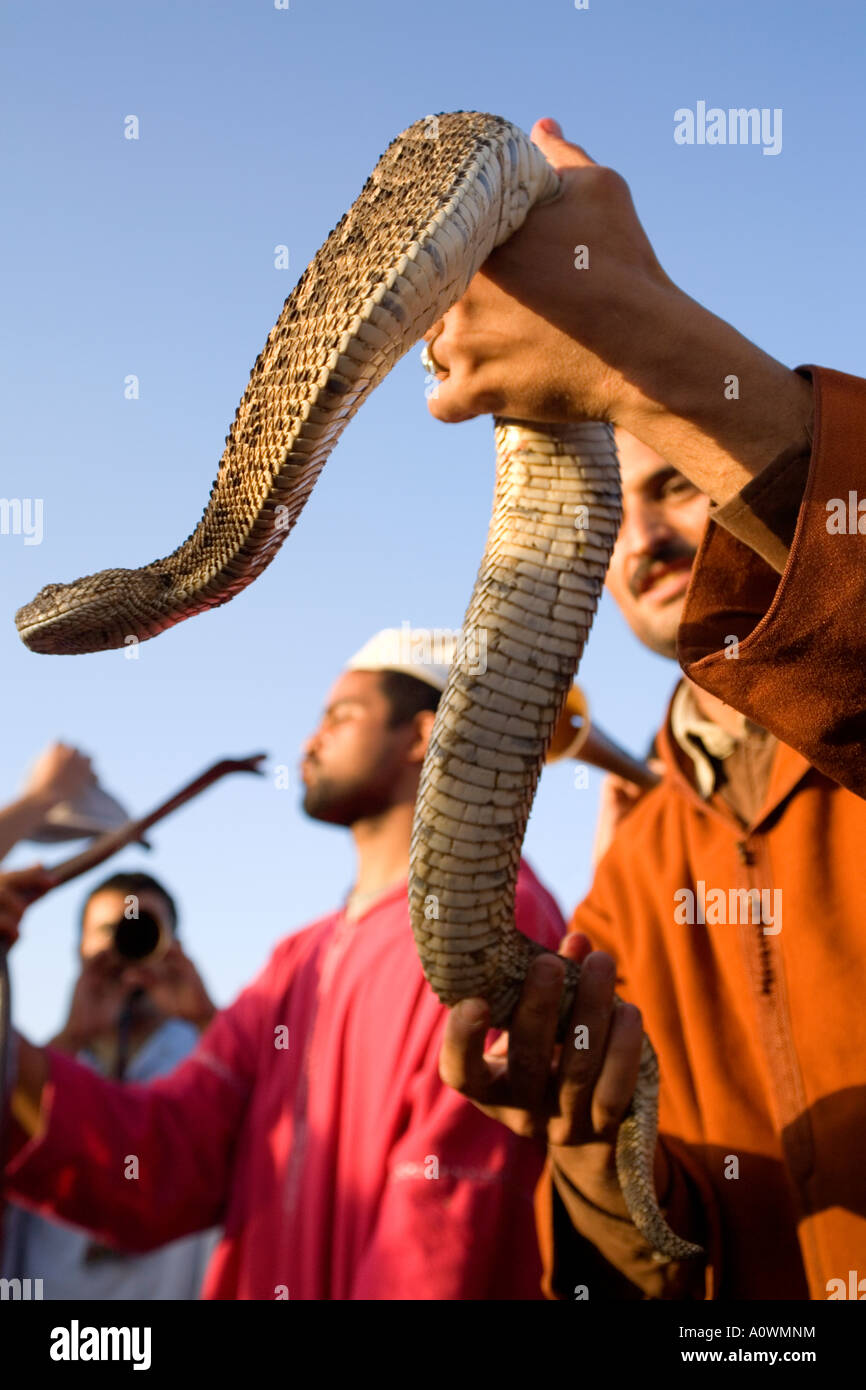 Marrakech market snake hi-res stock photography and images - Alamy