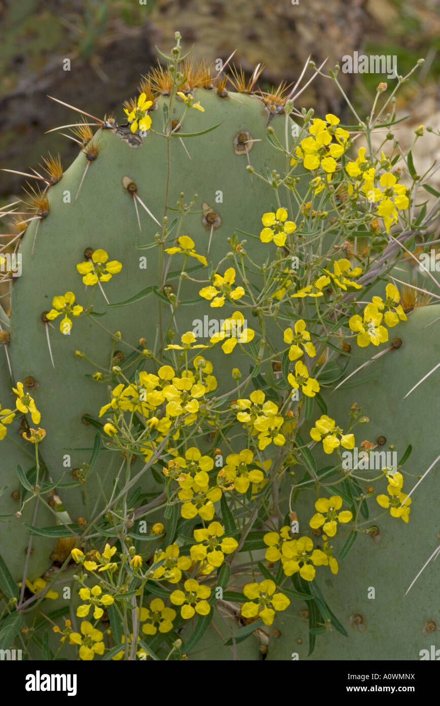 Janusia hi-res stock photography and images - Alamy