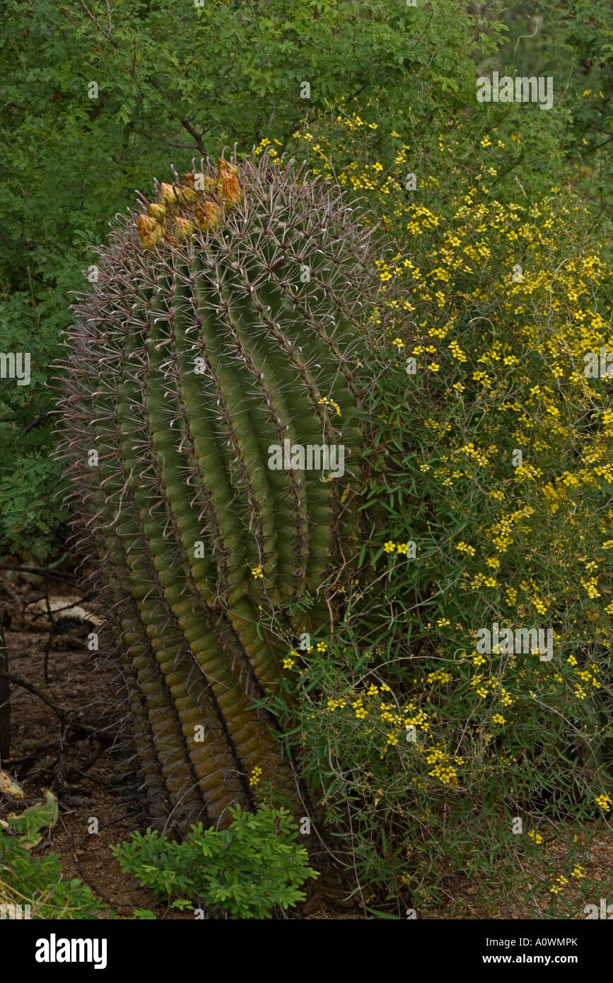 Janusia hi-res stock photography and images - Alamy