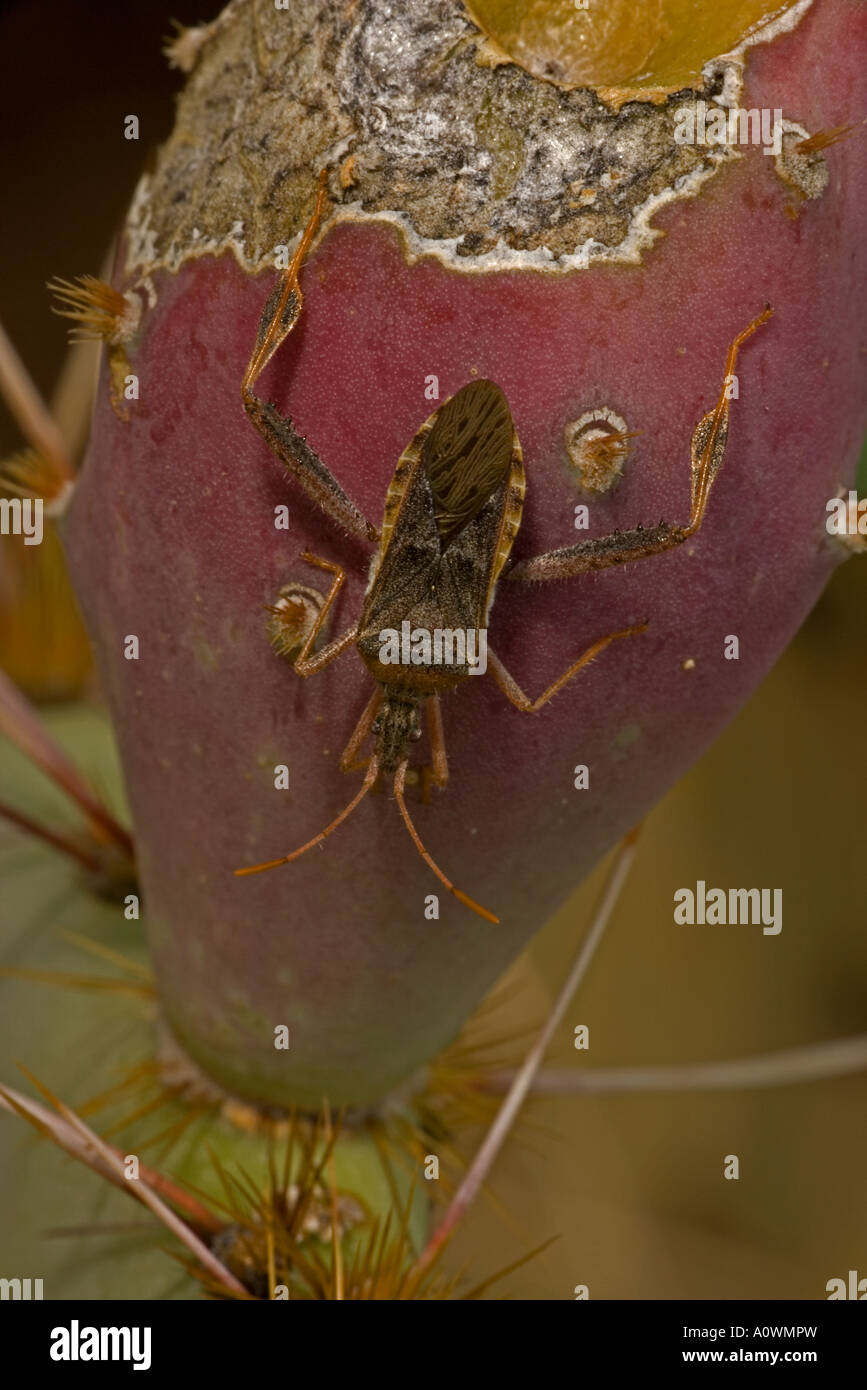 Narnia animal hi-res stock photography and images - Alamy