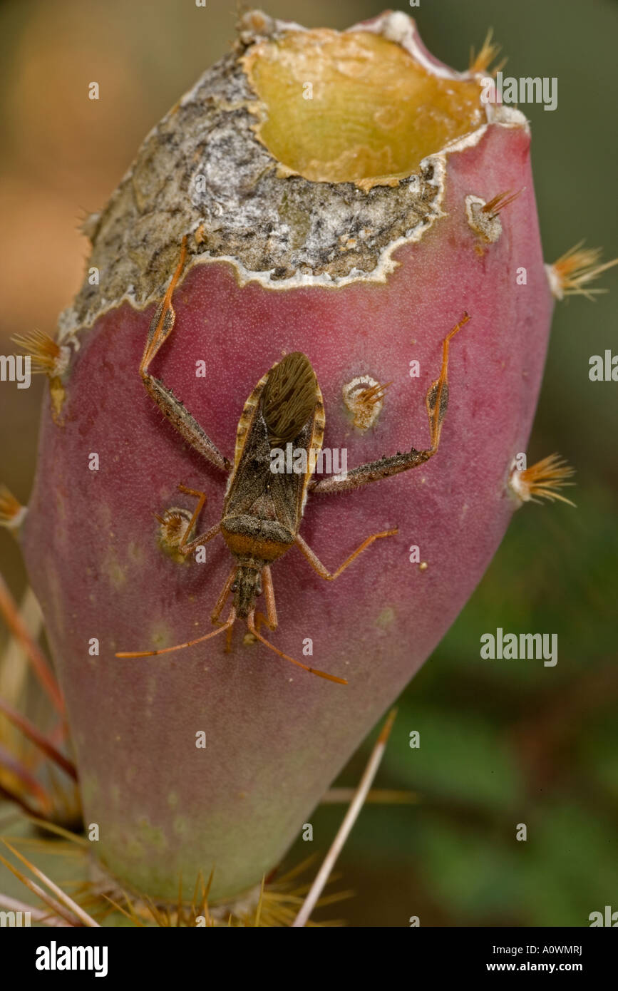 Narnia animal hi-res stock photography and images - Alamy