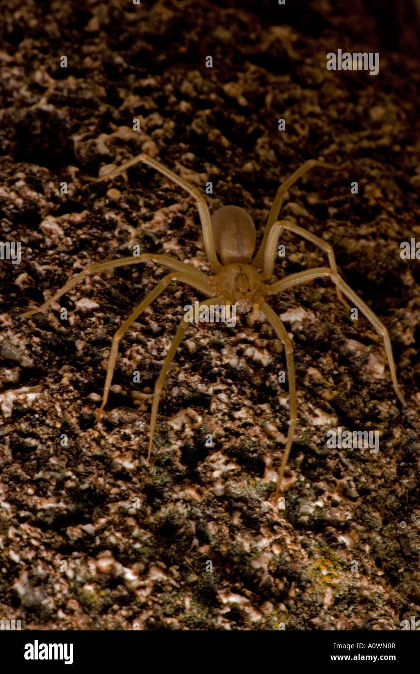 Brown recluse spider loxosceles reclusa hi-res stock photography and ...