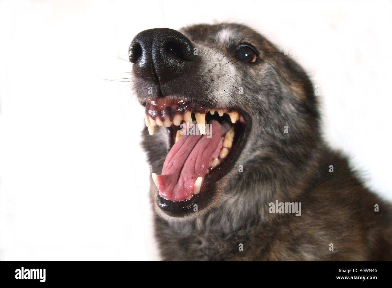 Dog Snarling Teeth Art