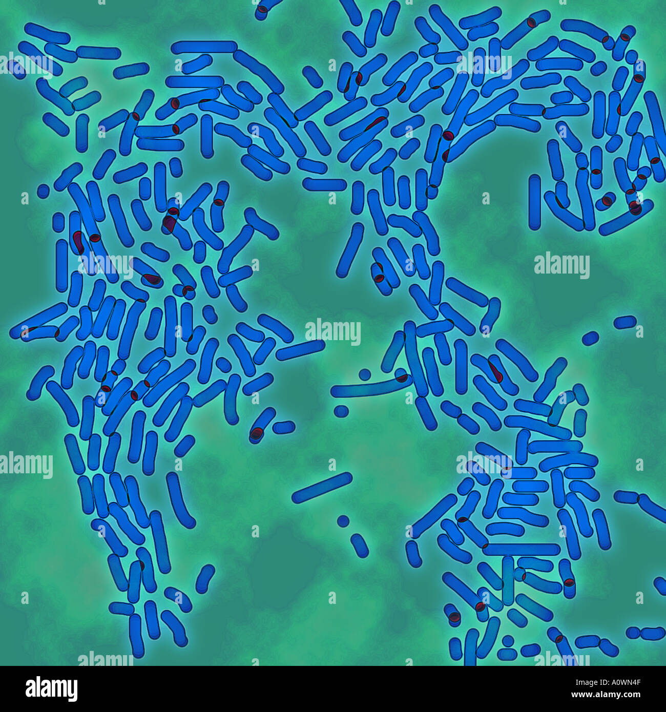 Illustration of Bacteria Food Bacteria Stock Photo - Alamy