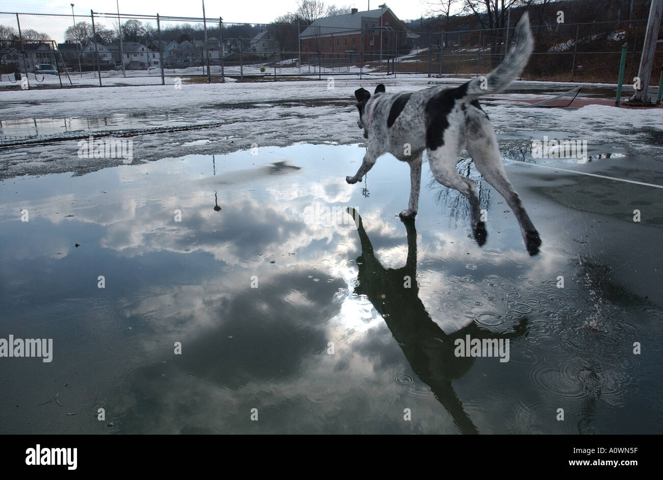 A dog jumps over a puddle of water with the sky reflected and clouds ...