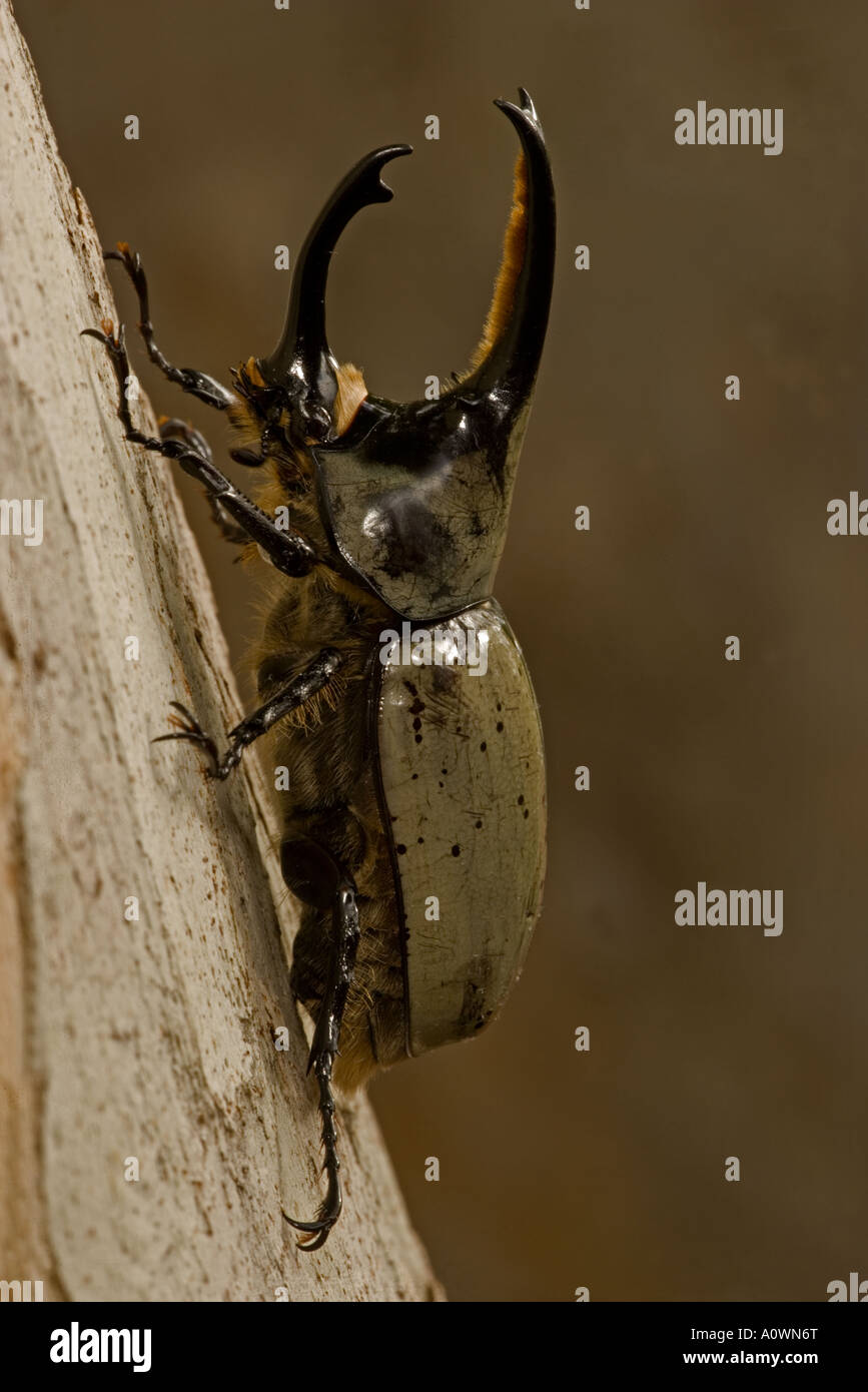 Western Hercules Beetle (Dynastes granti ) Male - Arizona - USA Stock ...