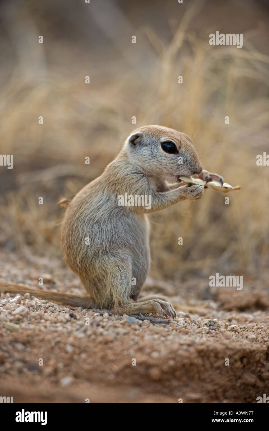 Round tail ground squirrel hi-res stock photography and images - Alamy