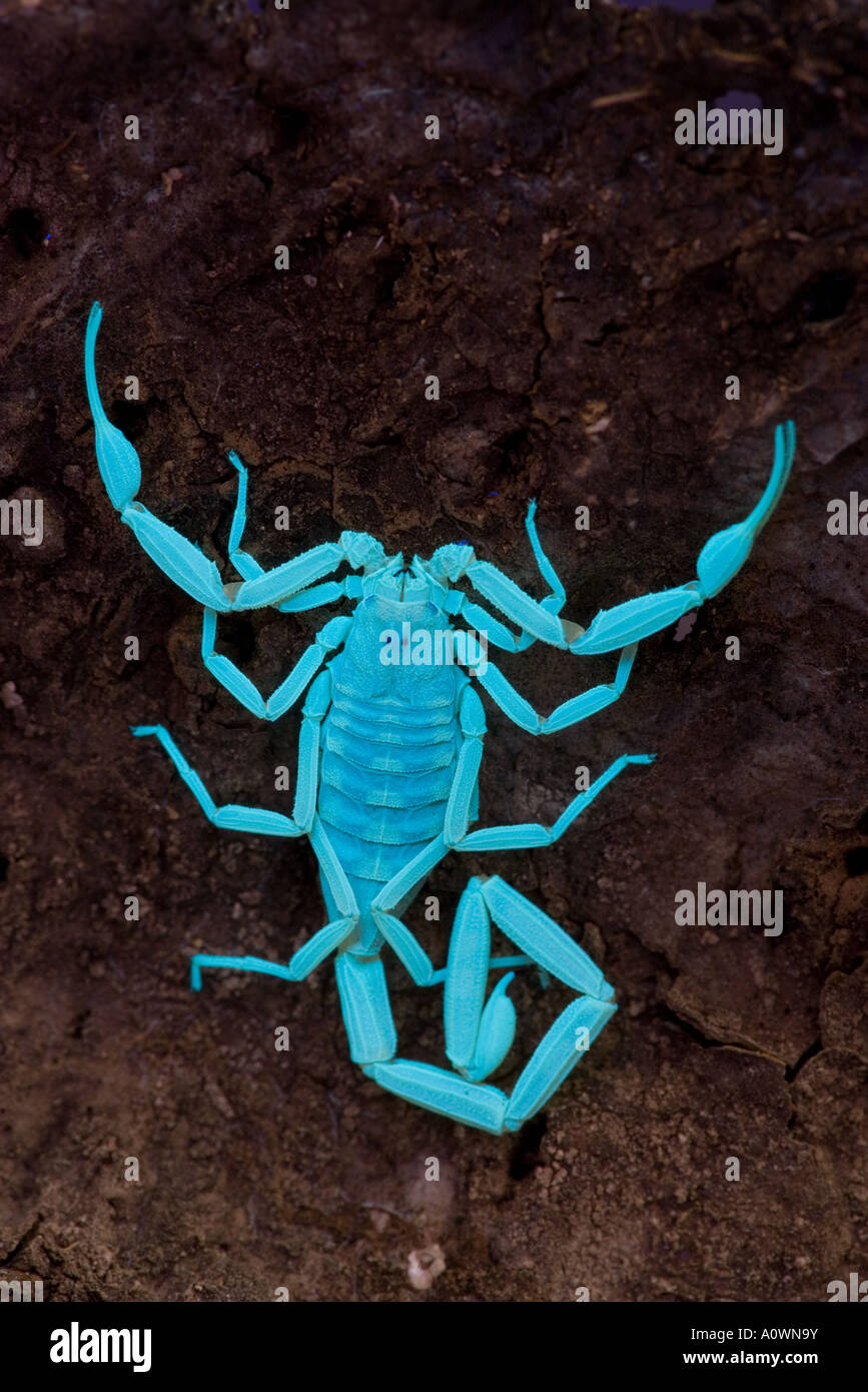 Arizona bark scorpion hi-res stock photography and images - Alamy