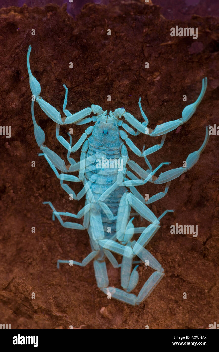 Bark Scorpion Centruroides exilicauda under UV Light Arizona Stock ...