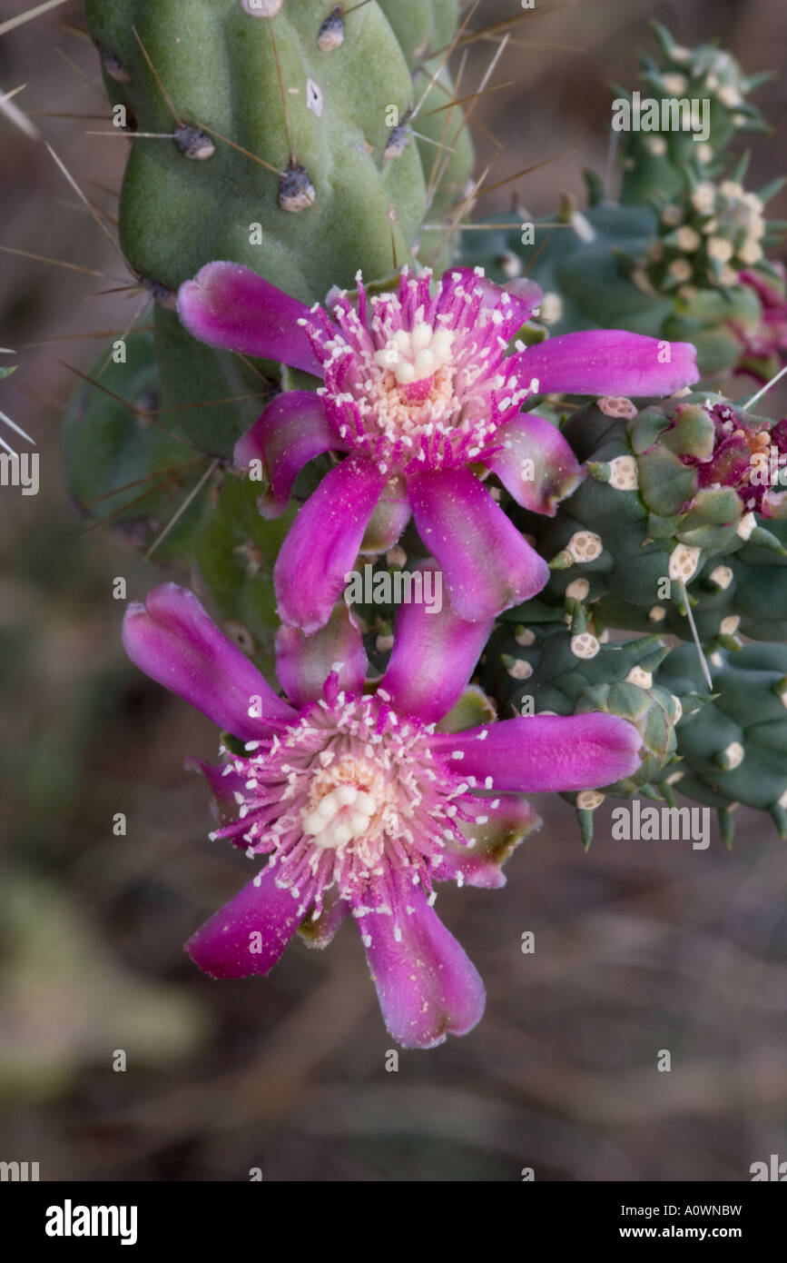 Chain Fruit Cholla Cactus Blossom Opuntia fulgida Arizona Stock Photo ...