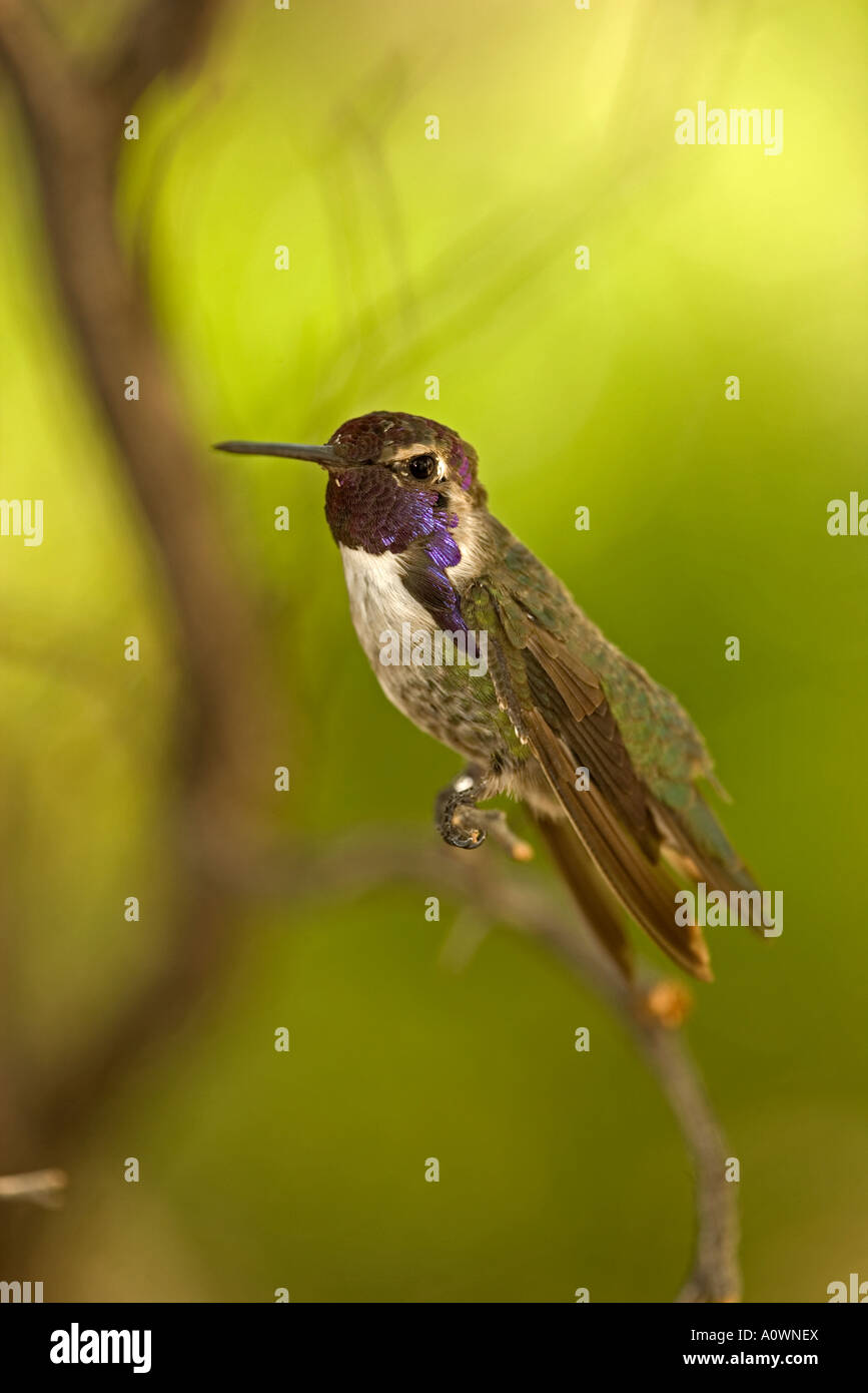 Costas Hummingbird Calypte costae Arizona Stock Photo - Alamy