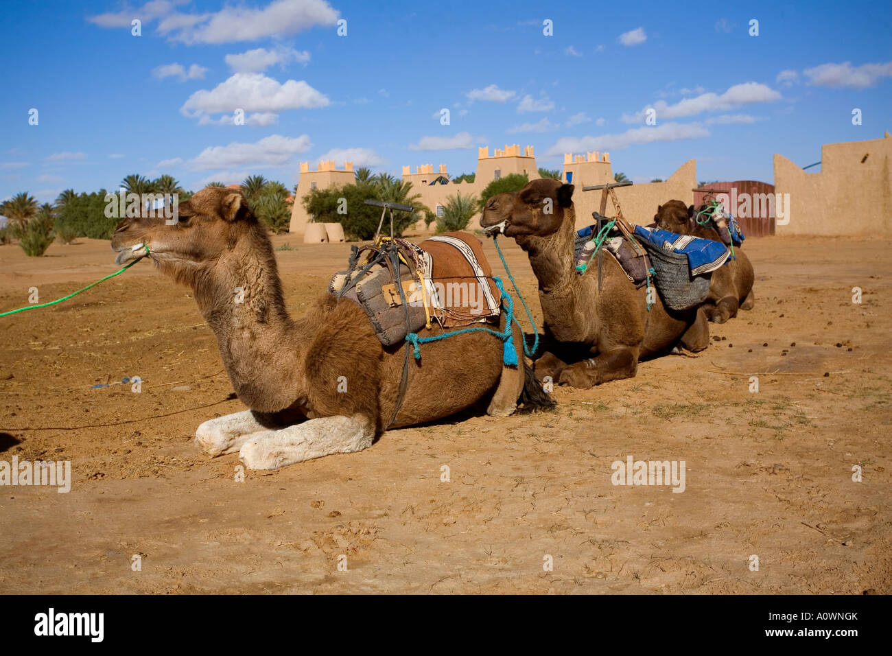 Berber tribe camels hi-res stock photography and images - Alamy