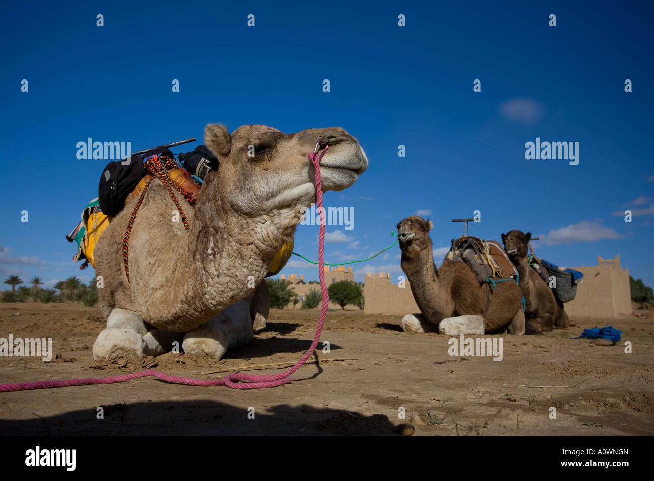 Berber tribe camels hi-res stock photography and images - Alamy