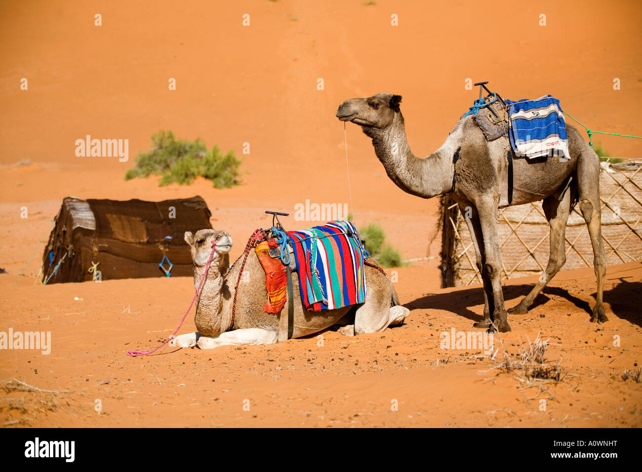 Berber tribe camels hi-res stock photography and images - Alamy