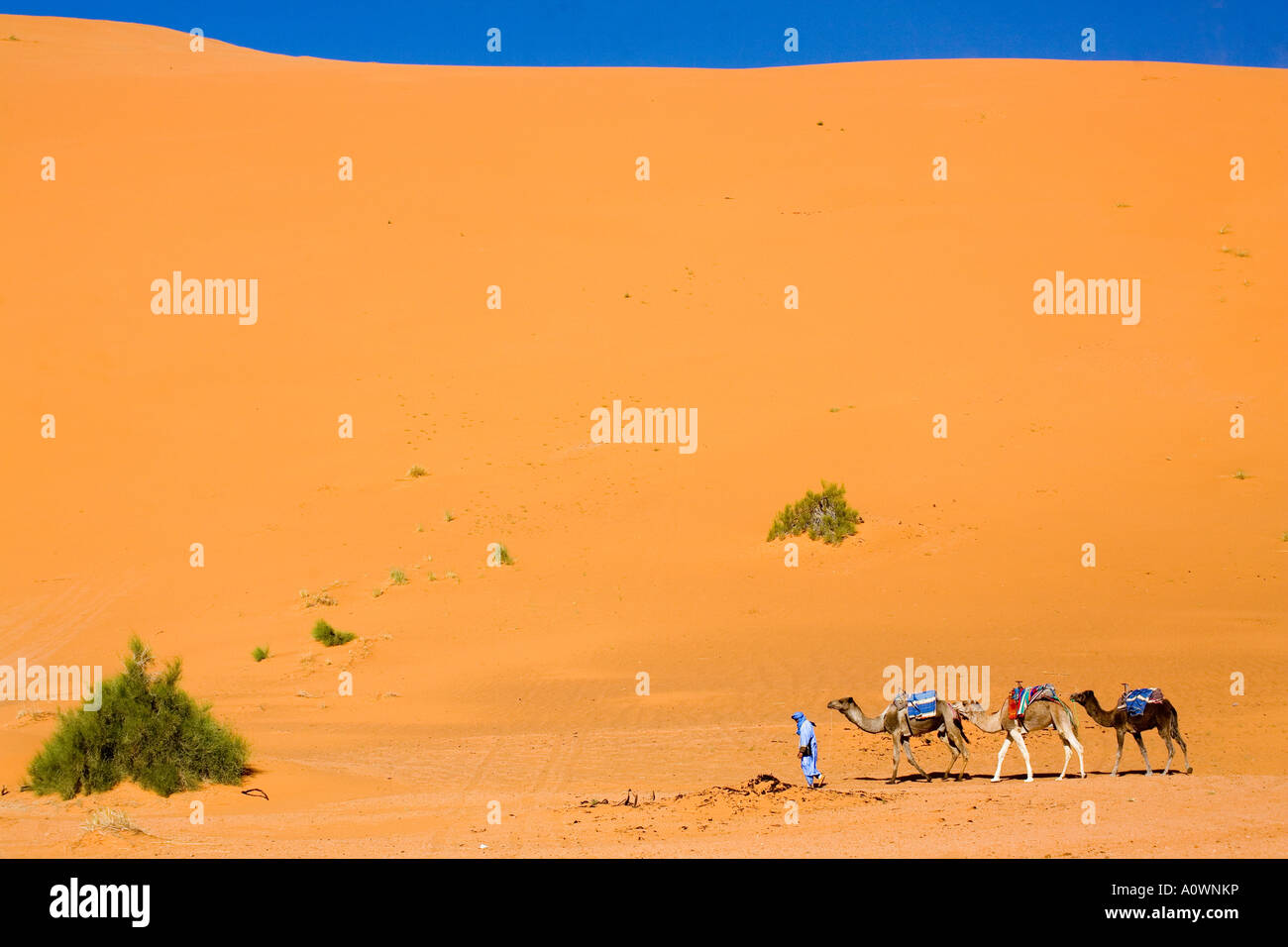 Berber man and camel in the Erg Chebbi dunes in the Sahara desert ...