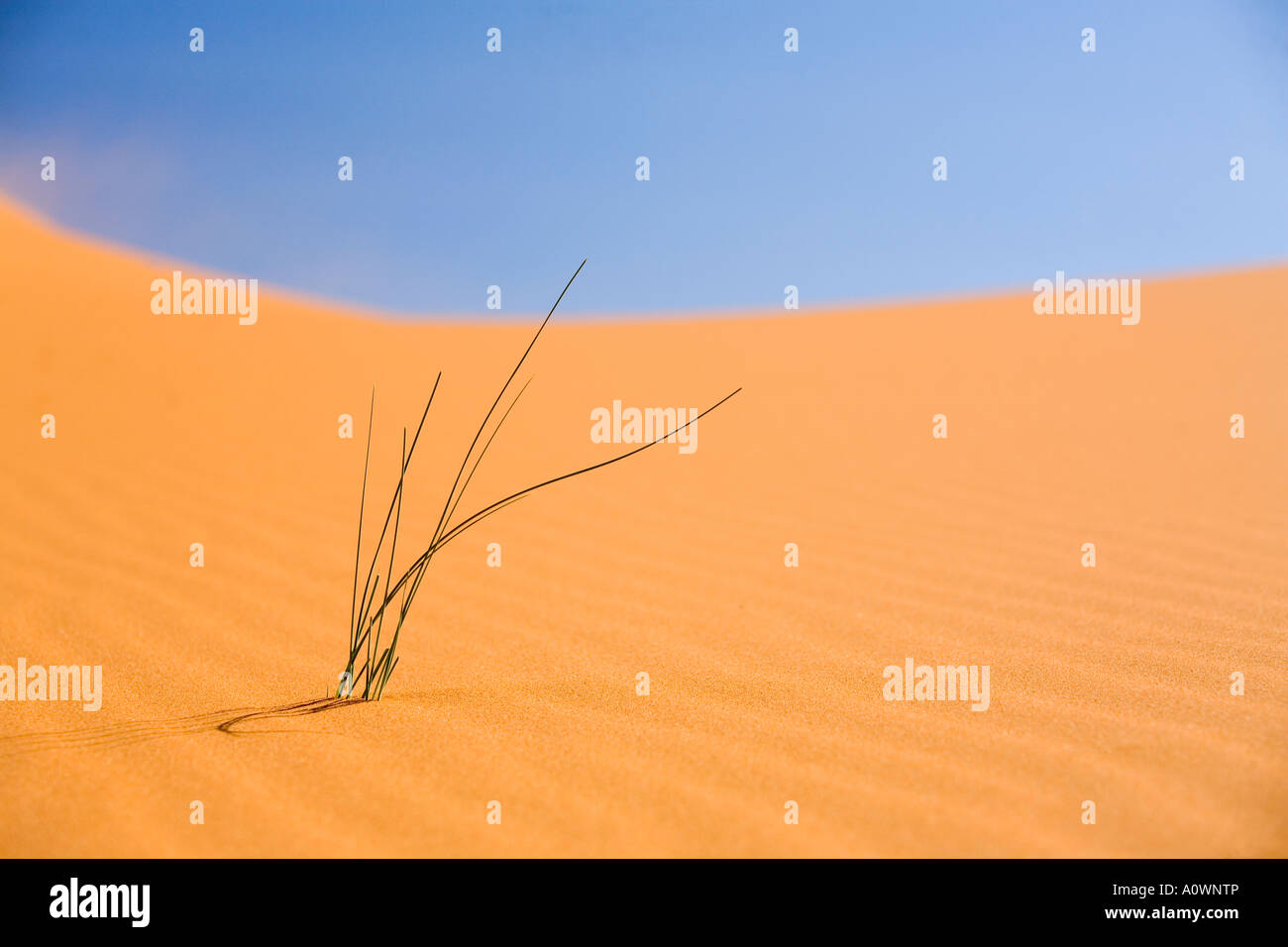 New plant shoot in desert hi-res stock photography and images - Alamy