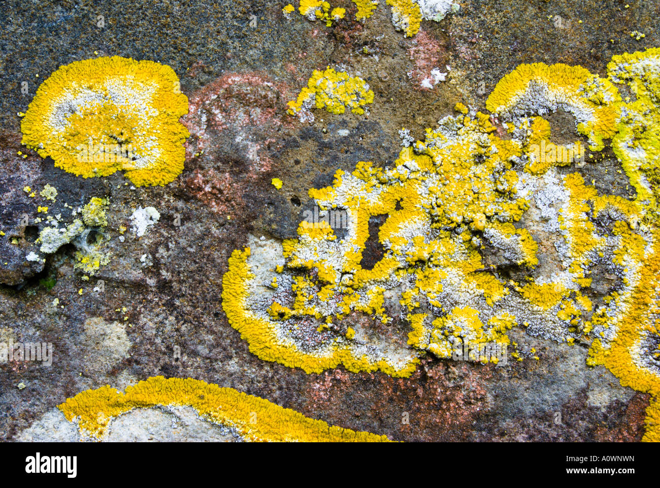 Lichen growing on an ancient limestone wall Stock Photo - Alamy