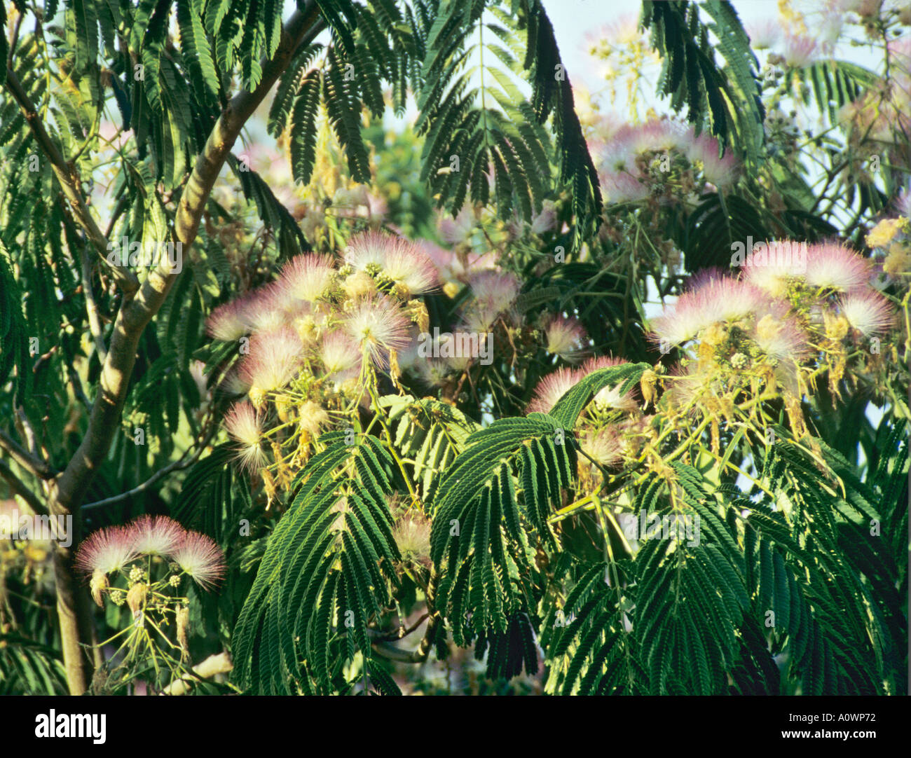 The Silk Tree Stock Photo - Alamy