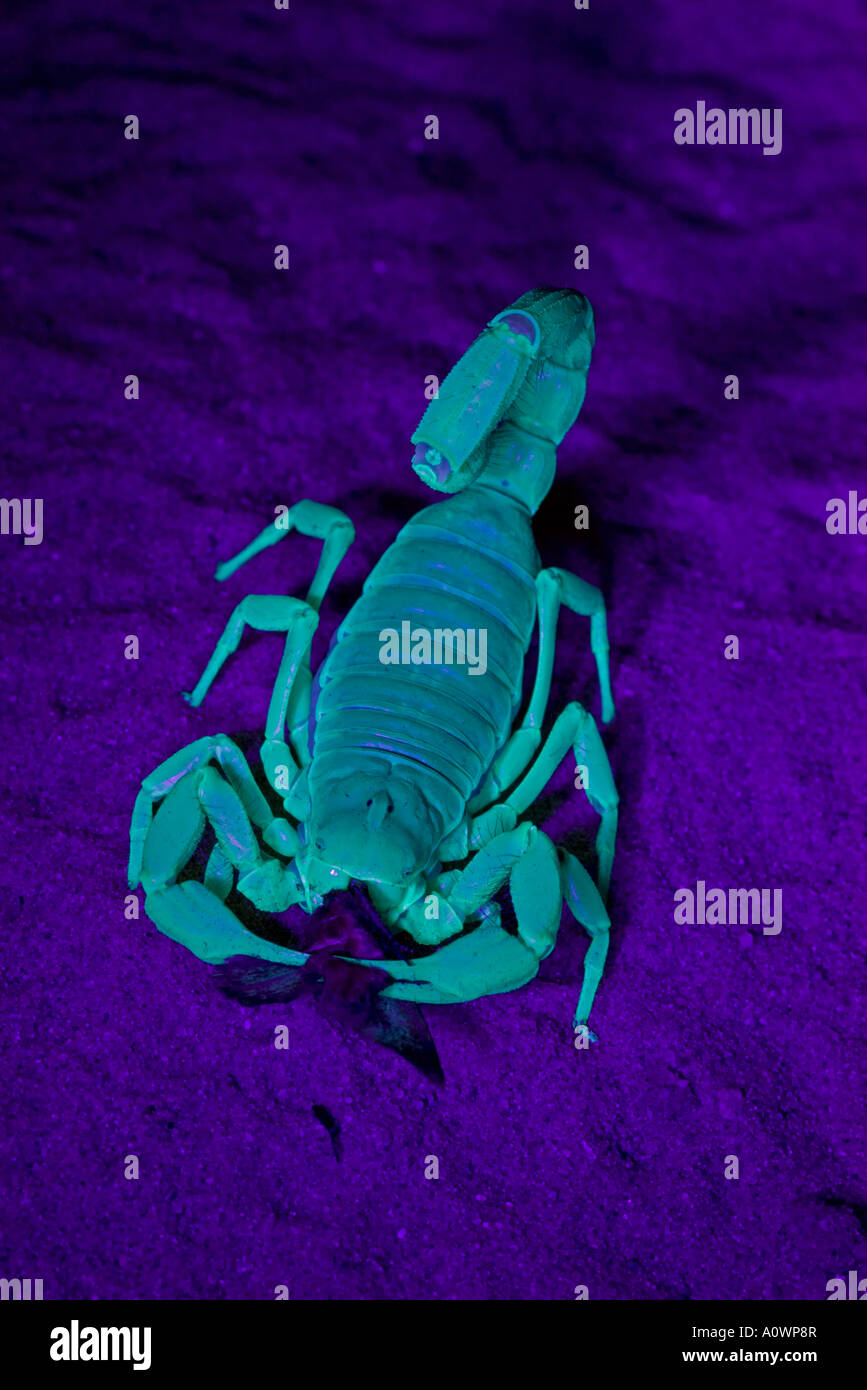 Arizona bark scorpion hi-res stock photography and images - Alamy