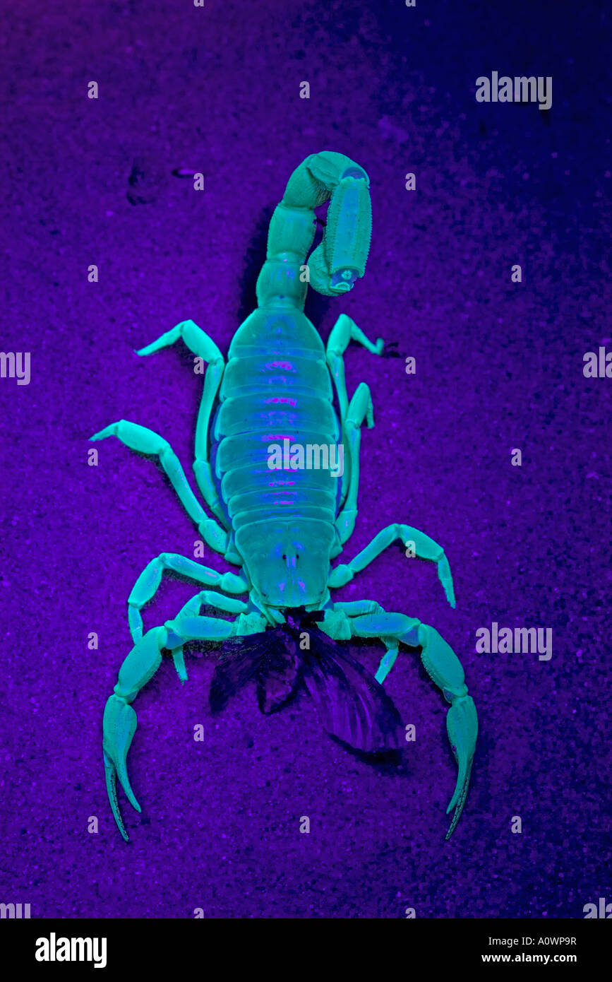 Arizona bark scorpion hi-res stock photography and images - Alamy